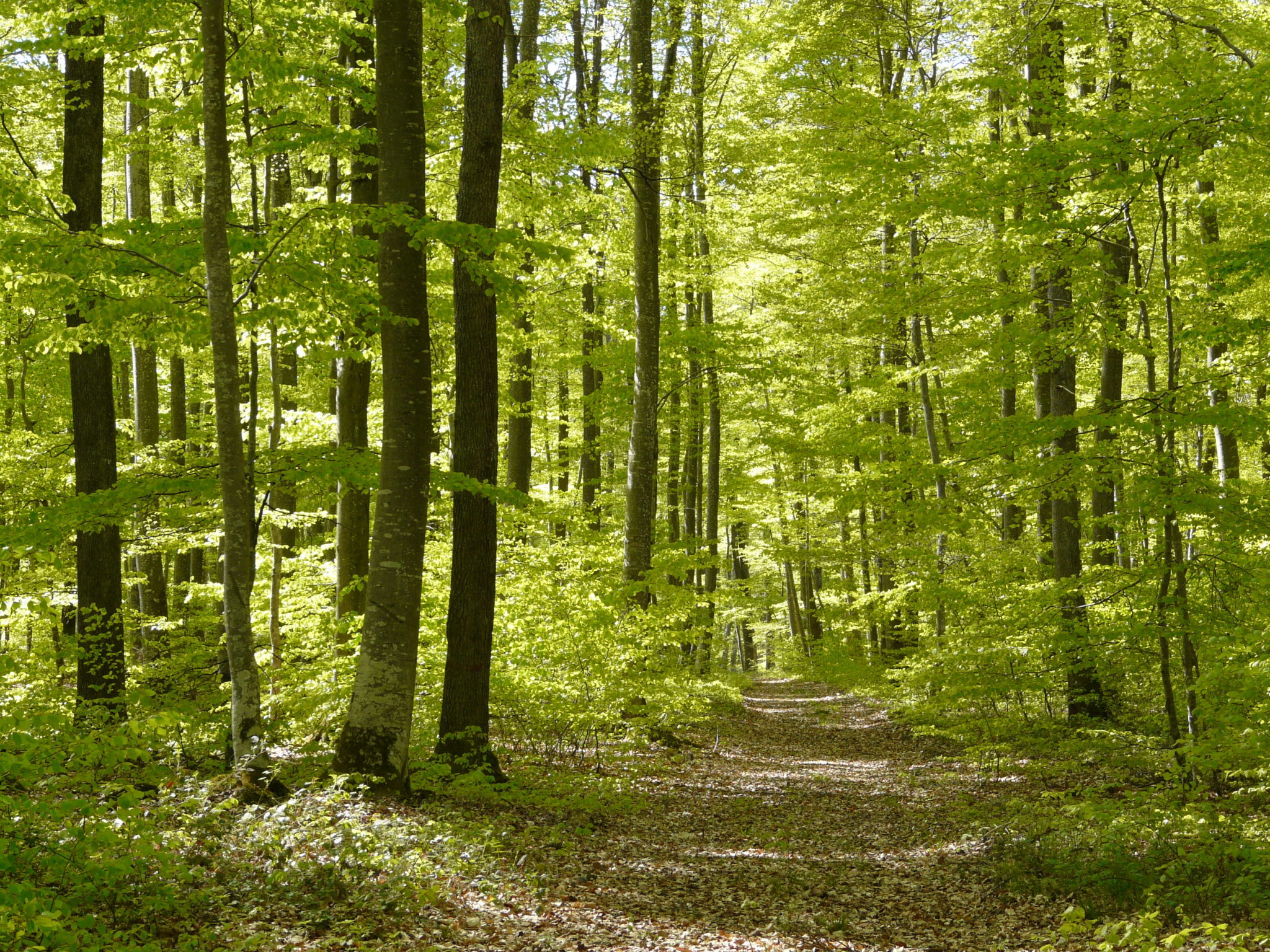 The Colettes forest - Val de Sioule Tourist Office
